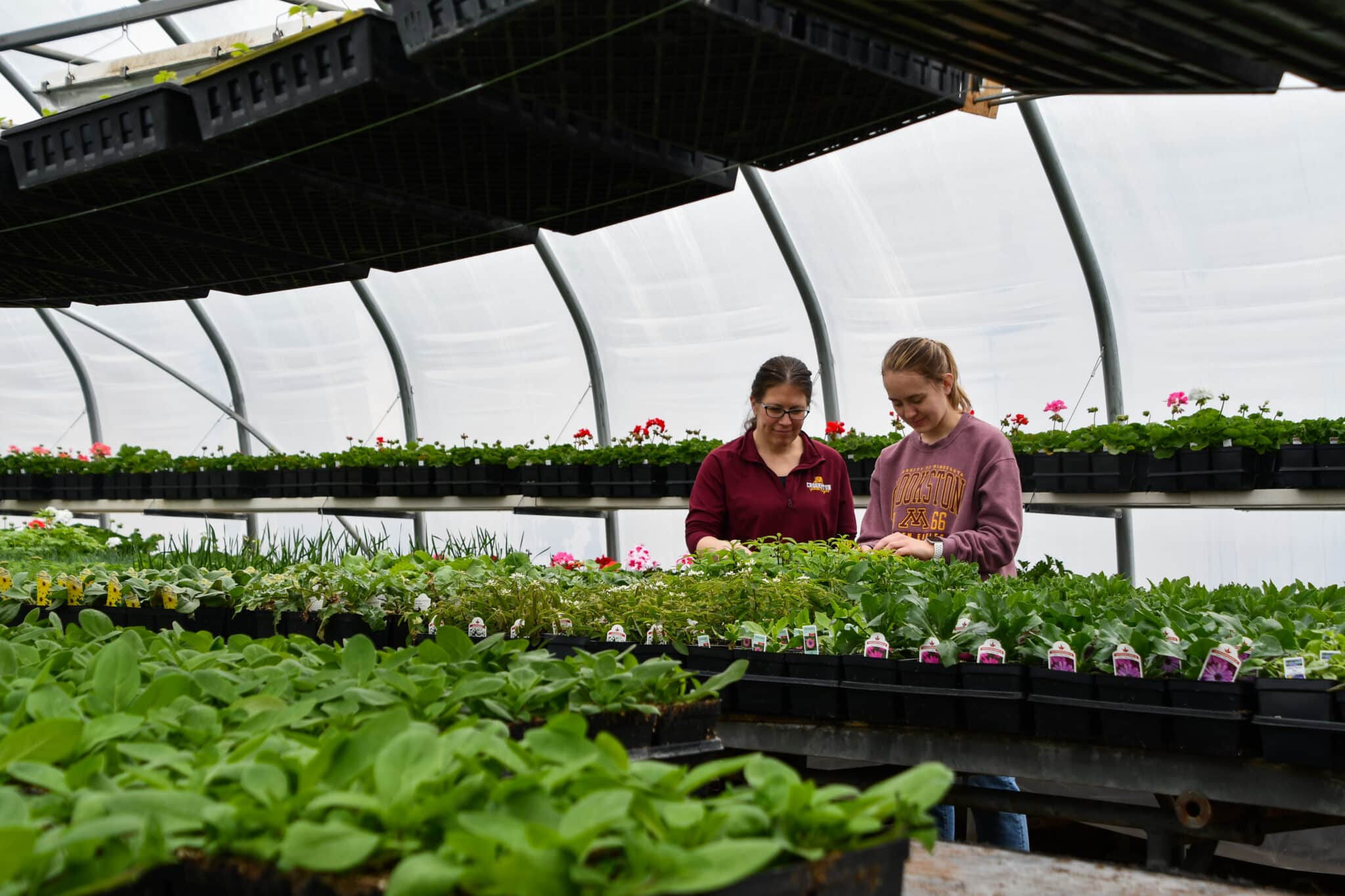 UMC to hold its 50th Annual Bedding Plant Sale – KROX